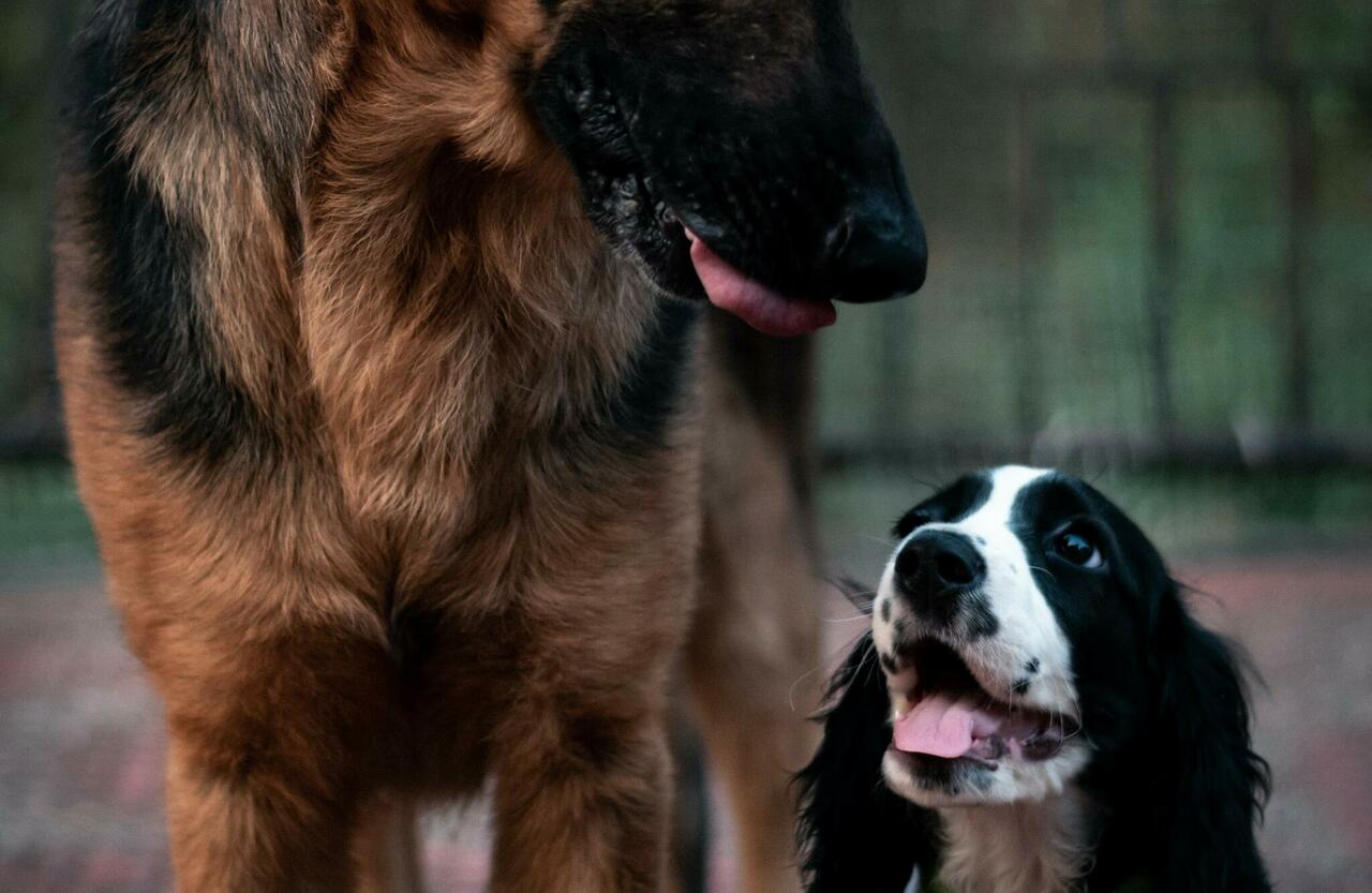 Kas suurus on oluline? Suur koer vs väike koer — Varjupaikade MTÜ
