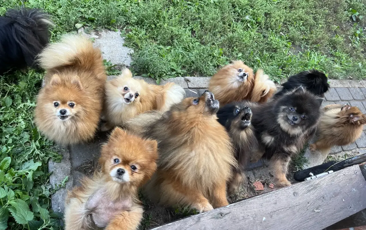 87 koera — Varjupaikade MTÜ