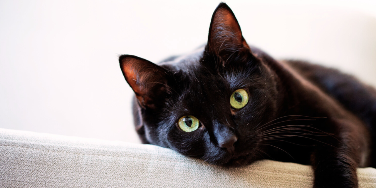 Varjupaigad üle Eesti tähistavad juba kümnendat korda musta kassi kuud ...