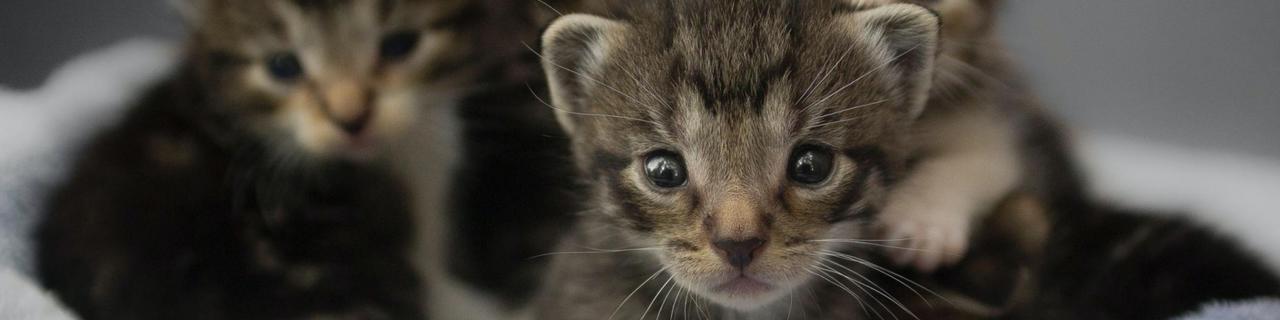 Takjas — Varjupaikade MTÜ